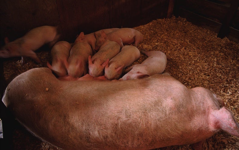 Weakest Piglets May Sneak Help from Strongest Siblings - Scientific ...