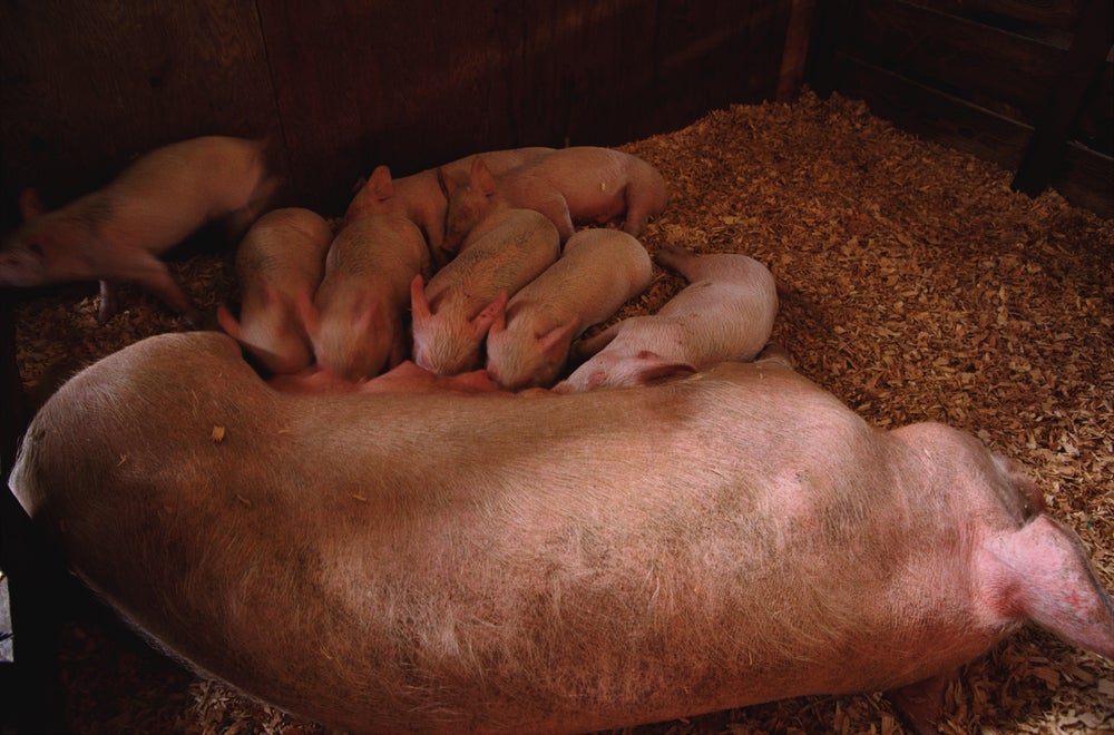 Weakest Piglets May Sneak Help from Strongest Siblings | Scientific ...
