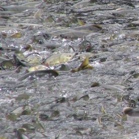 Salmon Evolve to Cope with Climate Change - Scientific American