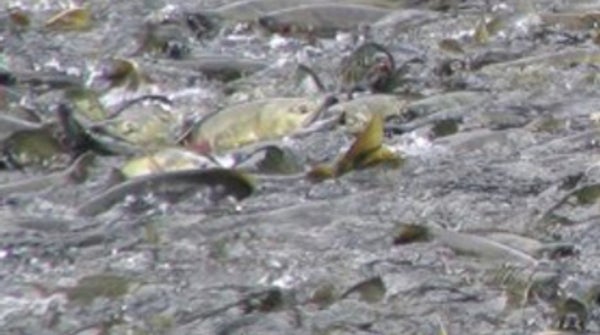 Salmon Evolve to Cope with Climate Change - Scientific American