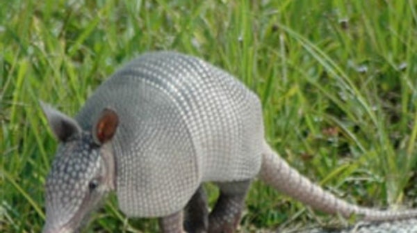 Armadillos Likely Transmitting Leprosy to Humans in Southern U.S ...