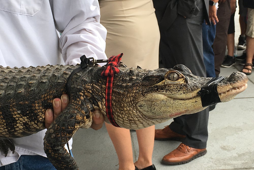 How Do We Prevent Pets from Becoming Exotic Invaders? | Scientific American