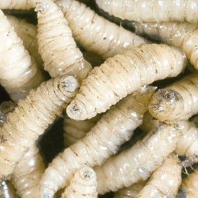 New Science Shows How Maggots Heal Wounds - Scientific American