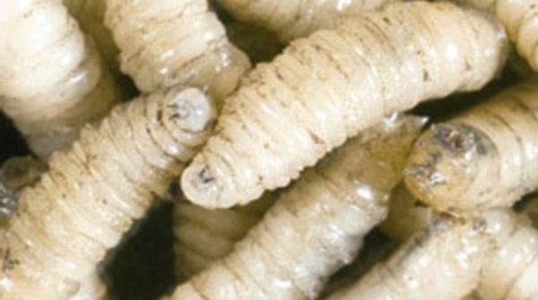 New Science Shows How Maggots Heal Wounds - Scientific American