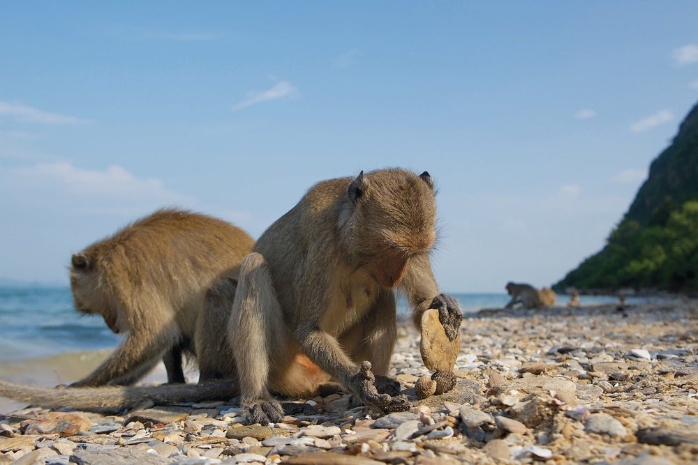 The Other Tool Users | Scientific American