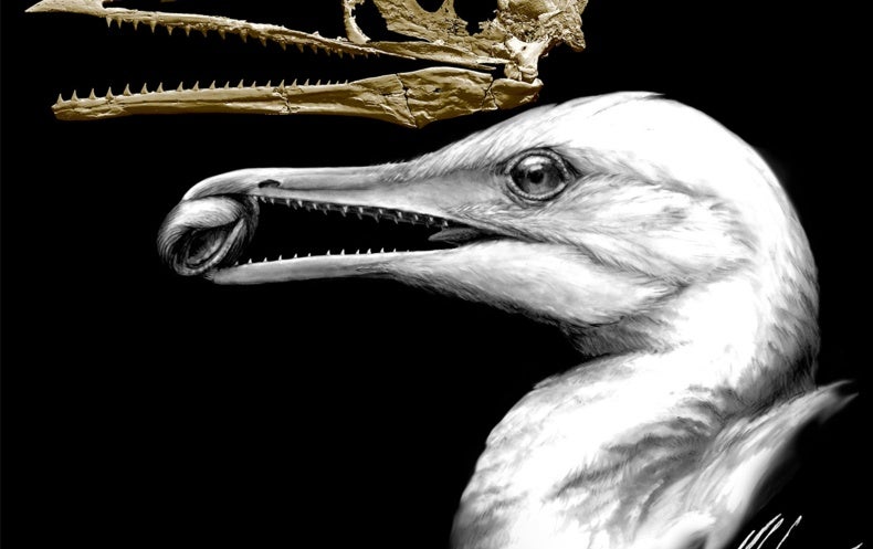 New Fossils Offer Clues about a Primordial Bird Beak - Scientific American