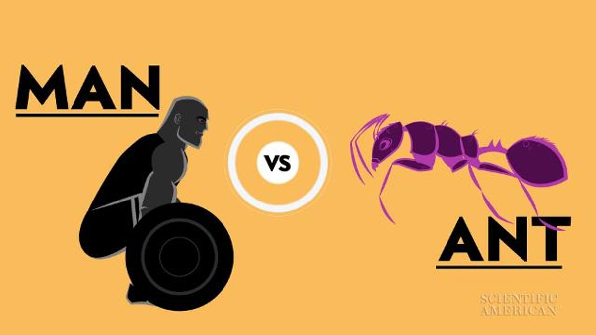 An Olympic Showdown: Human versus Ant | Scientific American