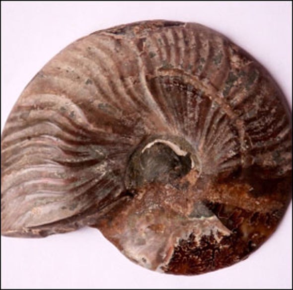 Ancient Shells Harden Link Between Climate Change and Greenhouse Gases ...