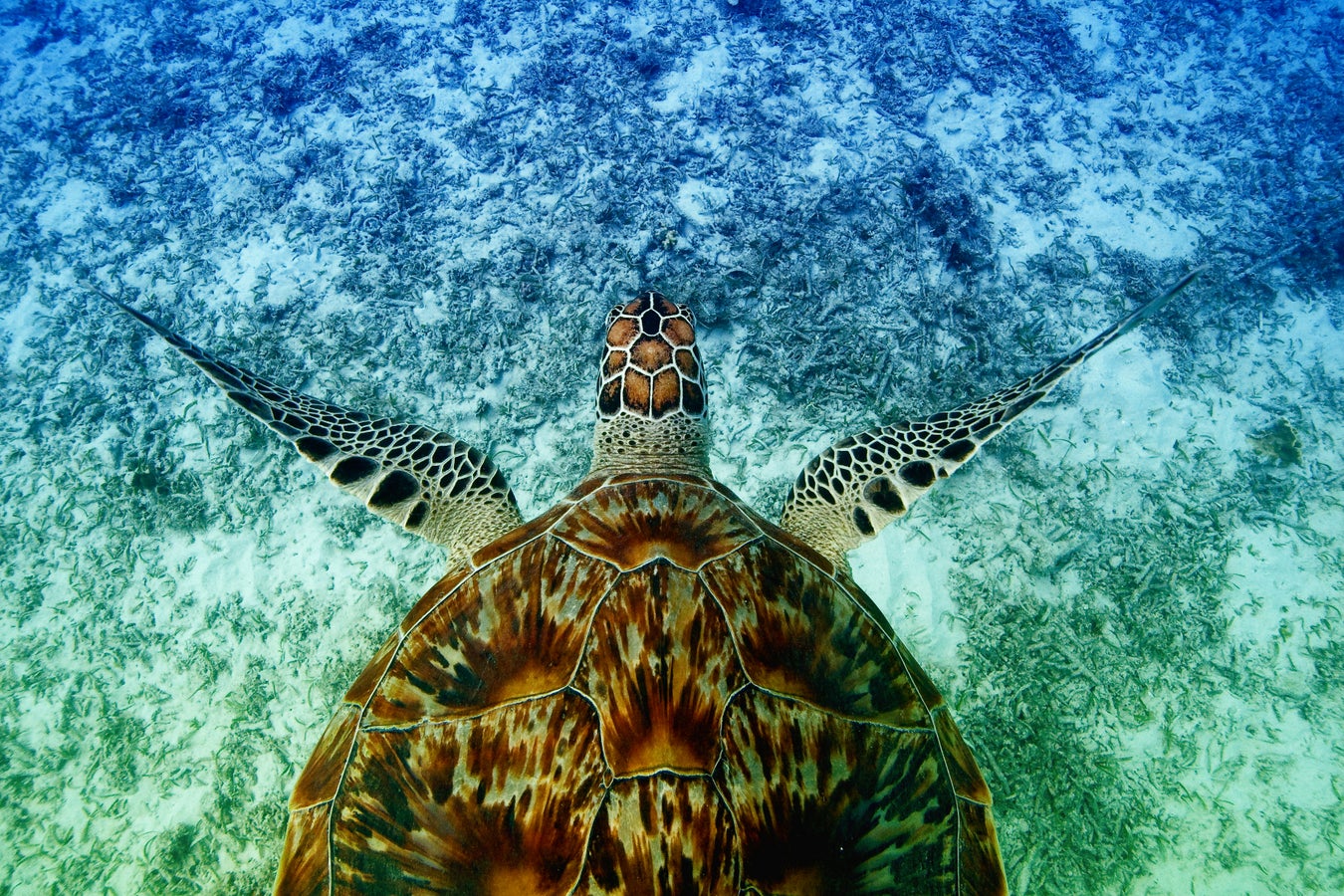 To Conserve Marine Species, Make Protected Areas Mobile | Scientific ...