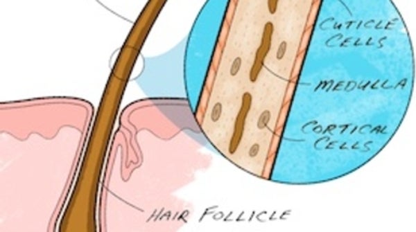 Hairy Science: Measuring Humidity with a Hair Hygrometer - Scientific ...