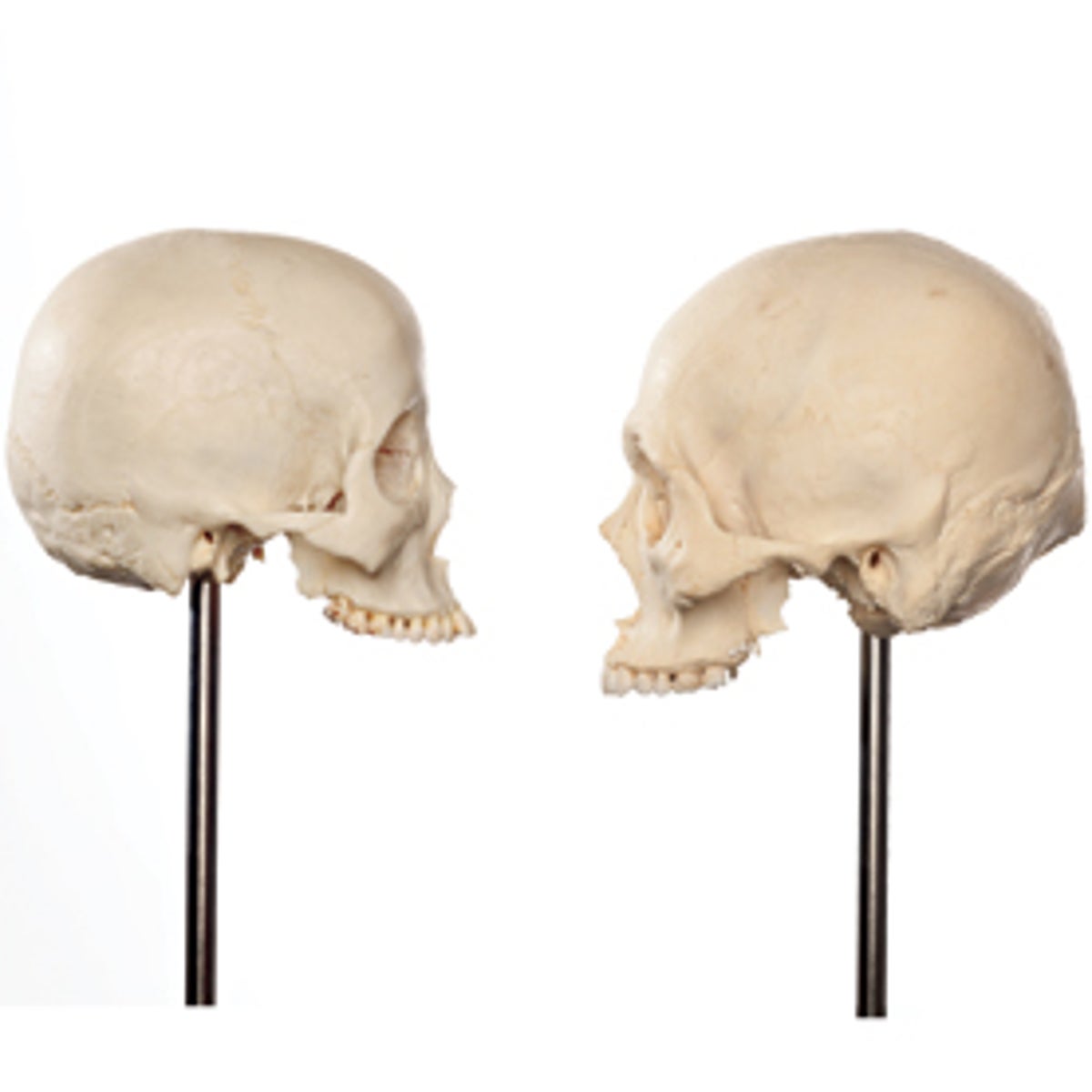 How Skulls Speak | Scientific American