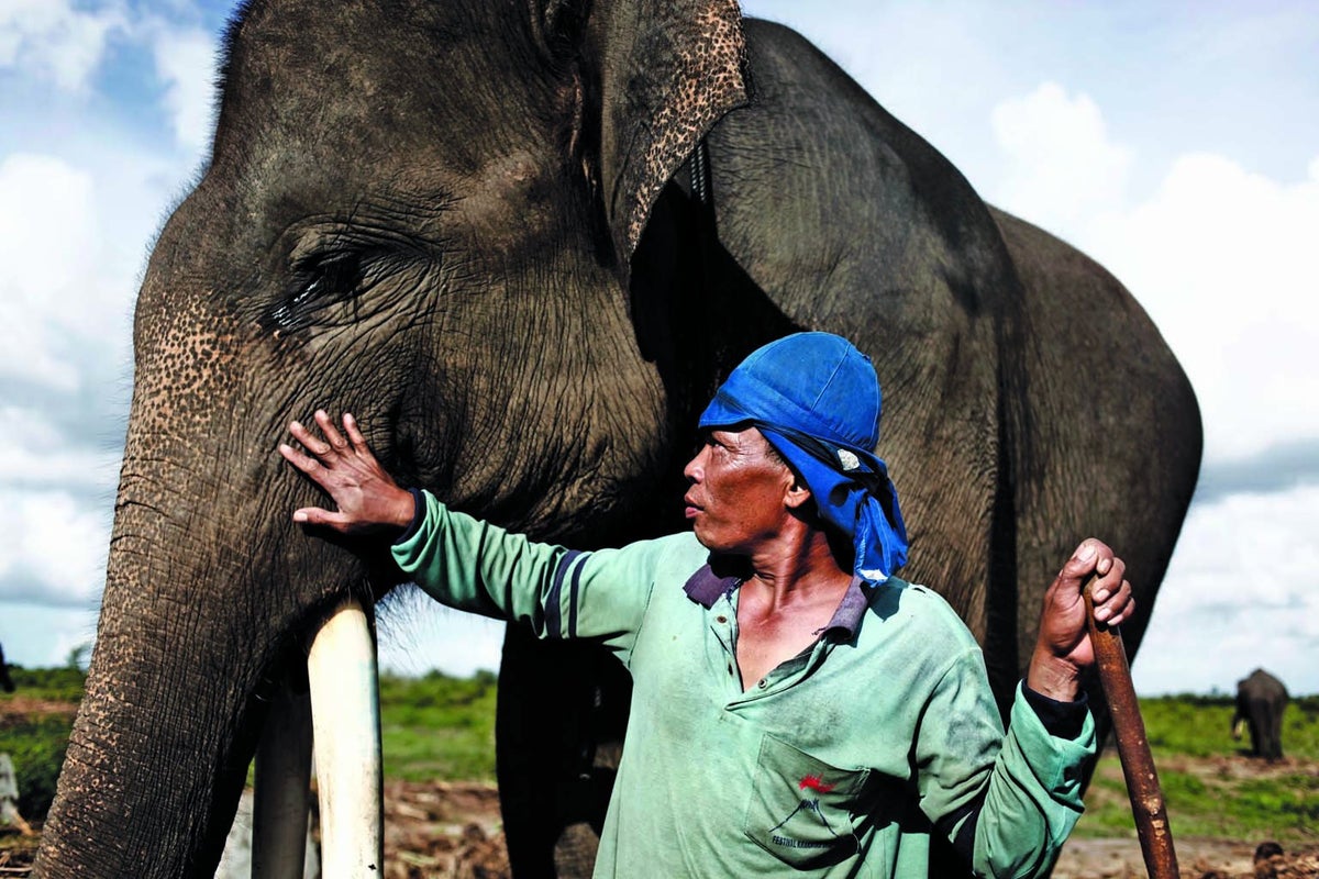 An Intimate Portrait of Asian Elephants, A Case for Math-Driven Physics ...