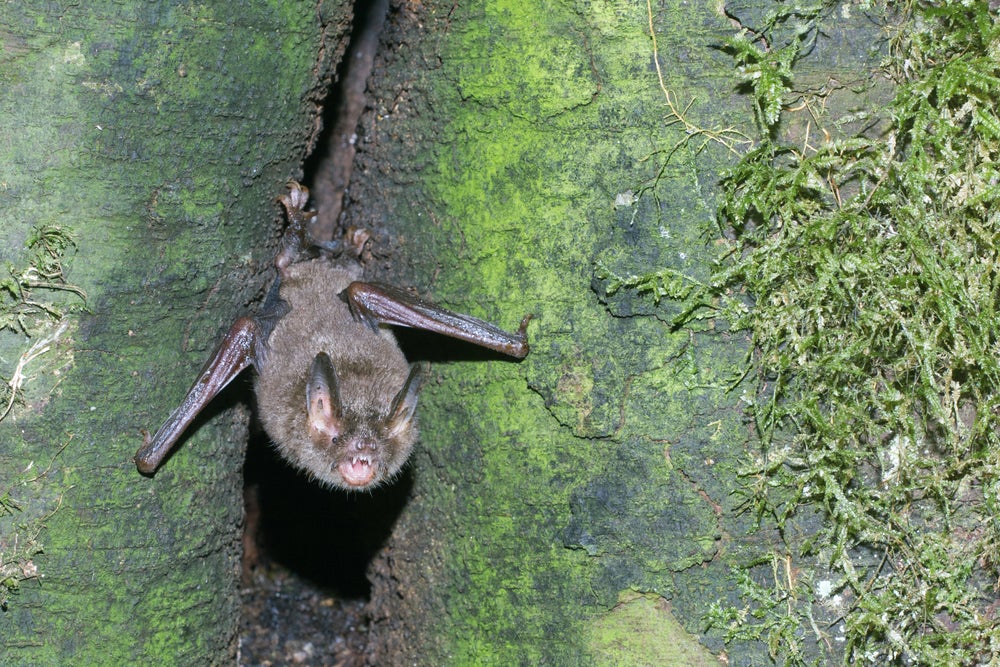 On a Wing and a Song--Bats Belt Out High-Pitched Tunes to Woo Mates ...
