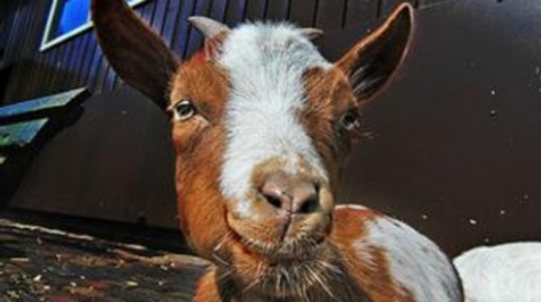 ATryn, on Old MacDonald's Pharm - Scientific American