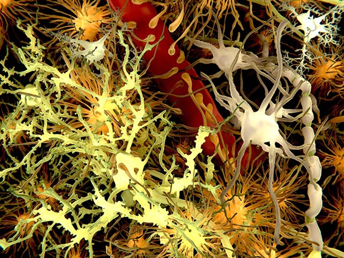 Rise of the Microglia | Scientific American