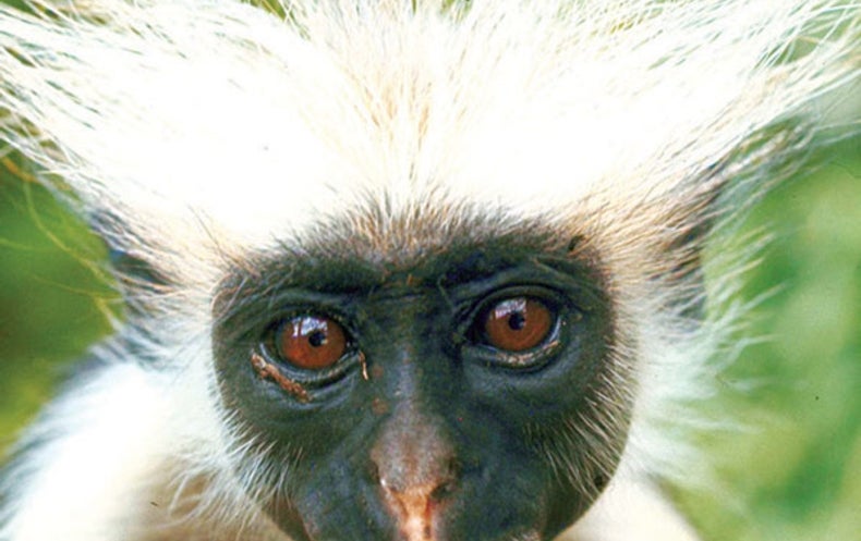 Self-Medicating Monkeys Gobble Painkilling Bark - Scientific American