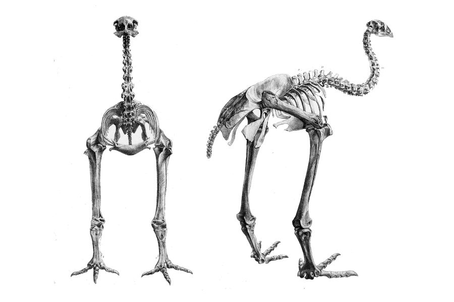 Scientists Have Reconstructed the Genome of a Bird Extinct for 700 ...