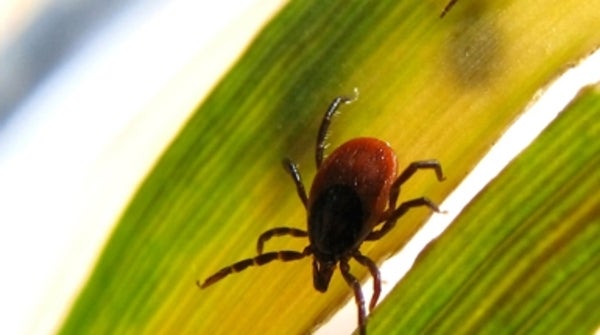 The Growing Global Battle against Blood-Sucking Ticks - Scientific American