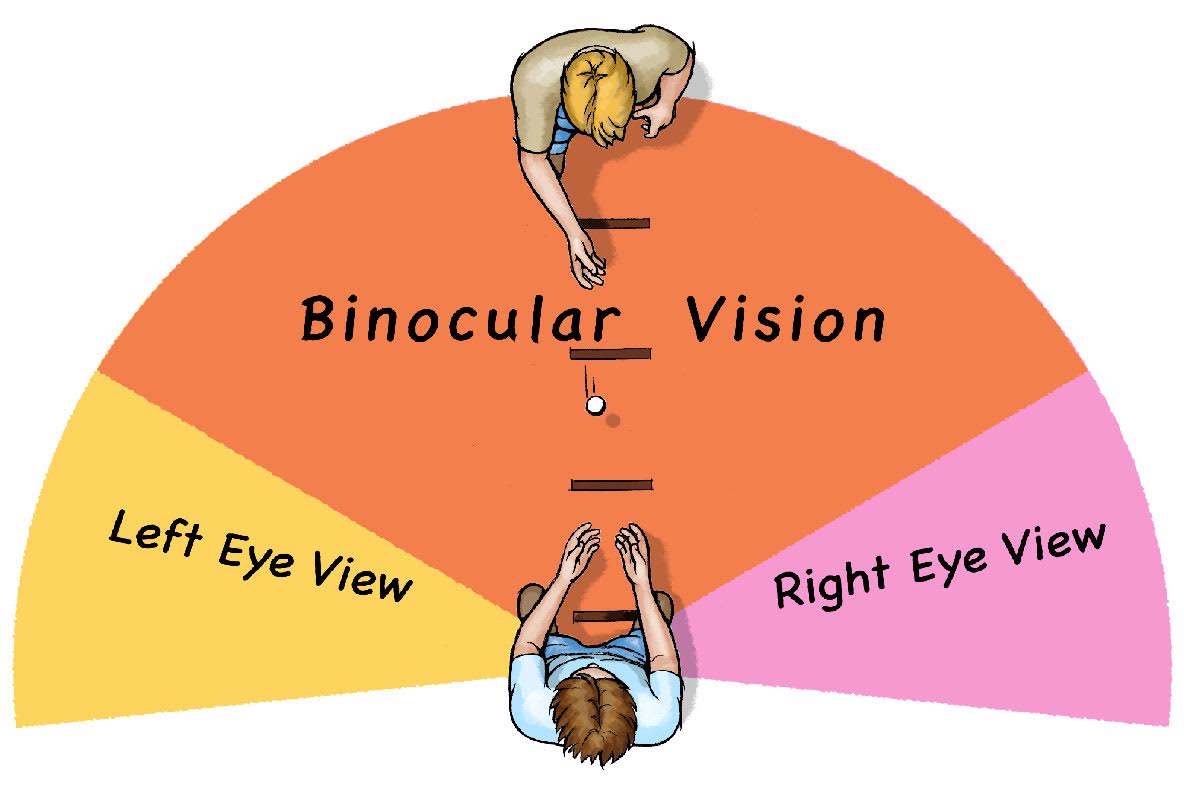 Exploring The Depths of Vision Scientific American Exploring The Depths of Vision Scientific American