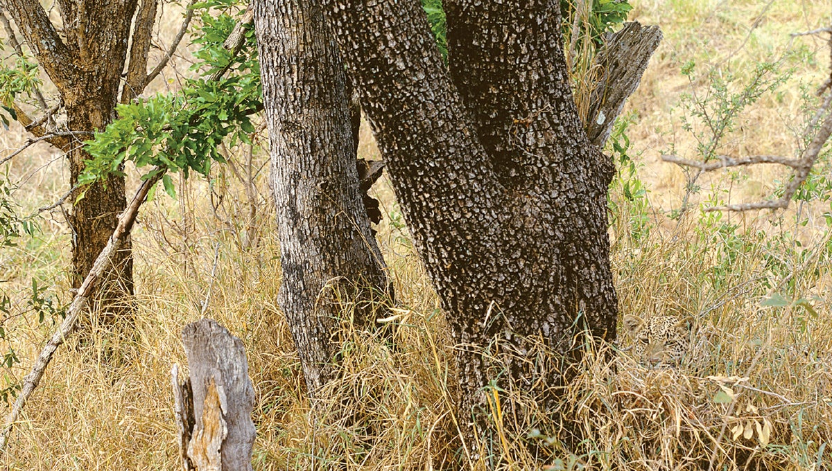 Images That Disappear and Reappear | Scientific American