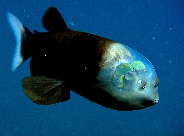 The Clear-Headed Fish | Scientific American
