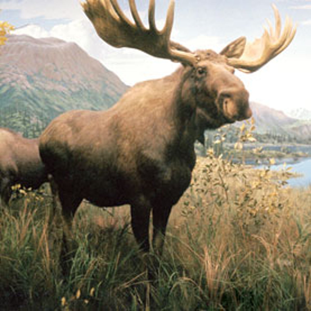 Jefferson's Moose and the Case against American Degeneracy | Scientific ...