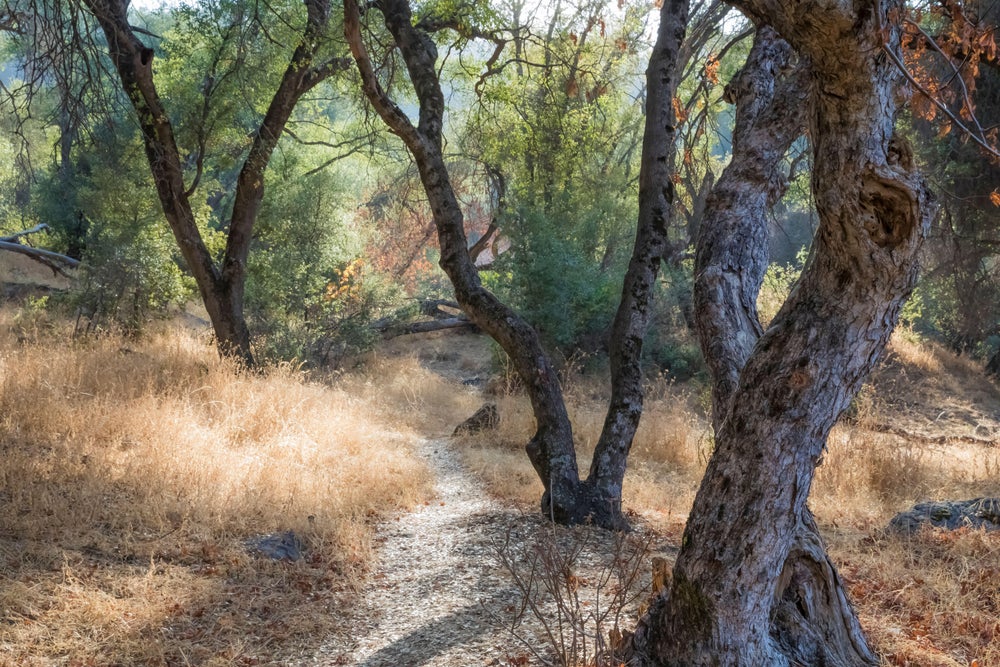 National Park Nature Walks, Episode 8: The Blue Oaks of Sequoia ...