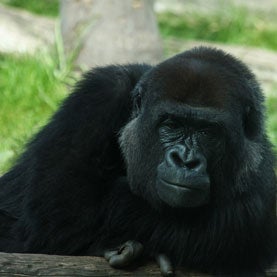 African Great Ape Habitat Underwent Massive Shrinkage Since 1990s ...