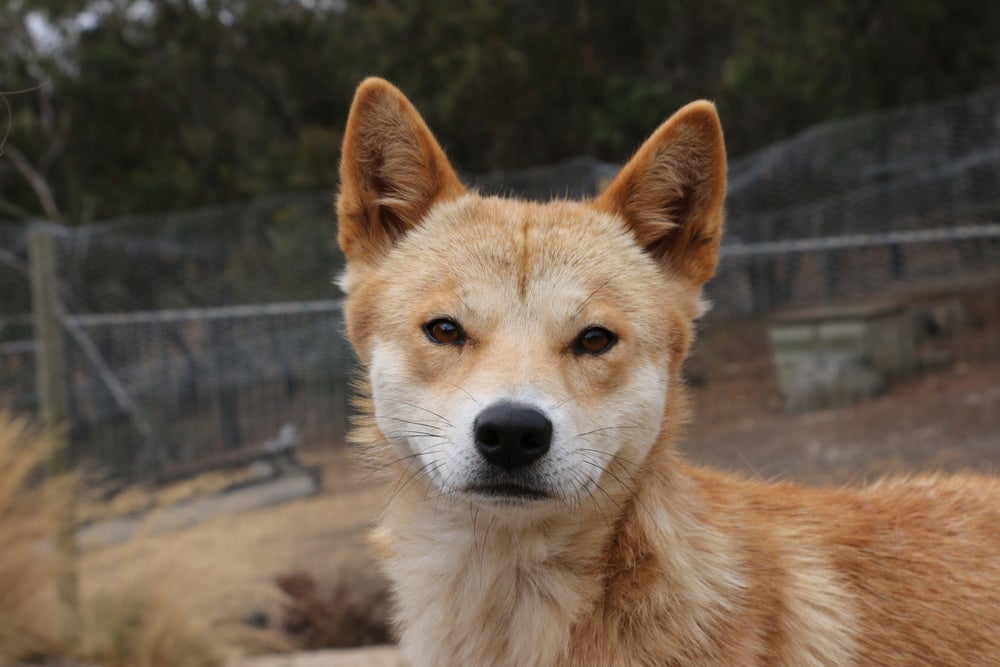 Puppy-Dog Eyes May Have Evolved in Stages | Scientific American