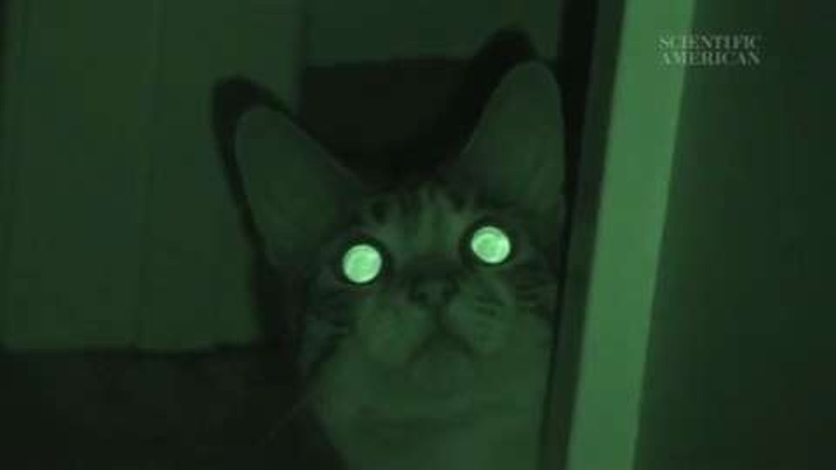 How Do Animals Become Zombies? - Instant Egghead | Scientific American