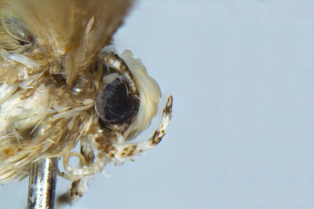 Scaly-Headed Moth Named after Trump | Scientific American