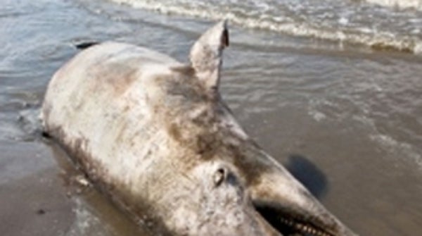 Triple Whammy Led to High Rate of Bottlenose Dolphin Deaths in Gulf of ...
