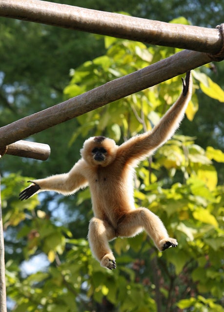 How Gibbons Got Their Swing - Scientific American
