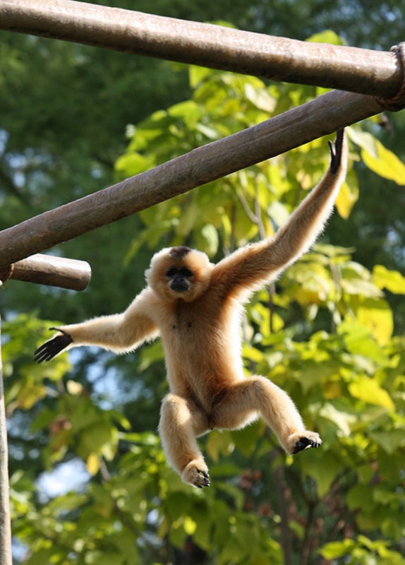 How Gibbons Got Their Swing - Scientific American