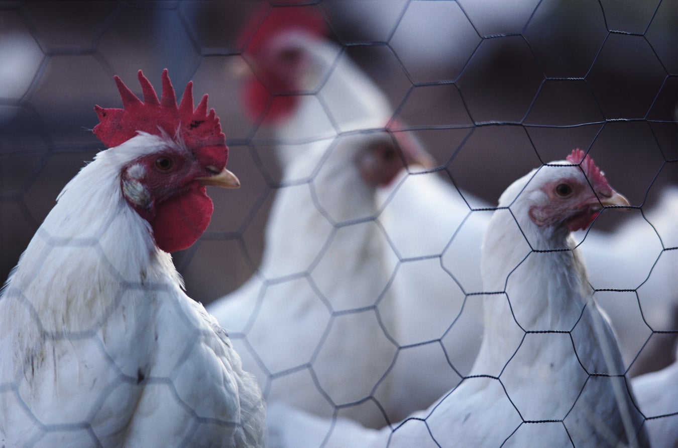 Maryn McKenna's Big Chicken, Part 2 | Scientific American