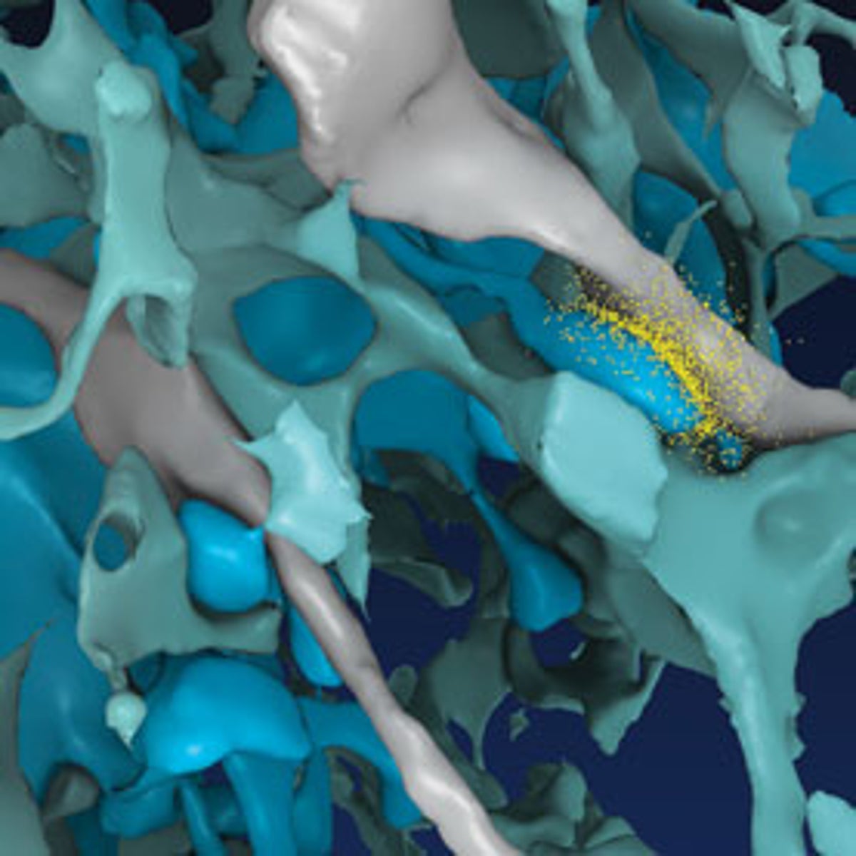 Signals in a Storm: Seeing Brain Cells Communicate | Scientific American