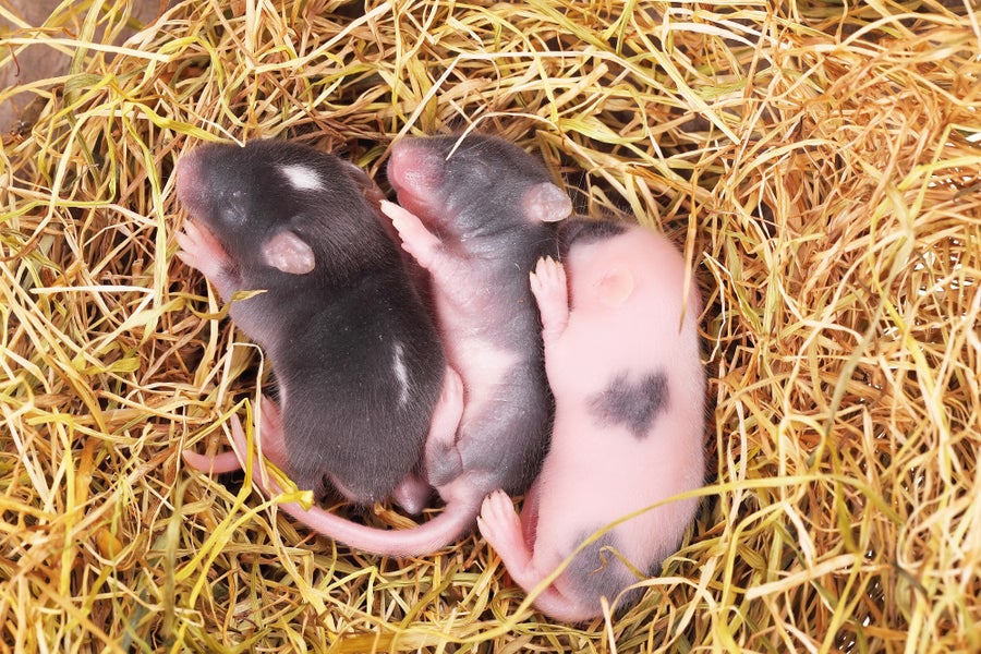 Healthy Baby Mice Produced from Mouse Mom's Skin Cells | Scientific ...