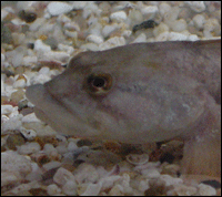 Fish Fin?: How Climate Change Is Hurting Cold Water Fish - Scientific ...