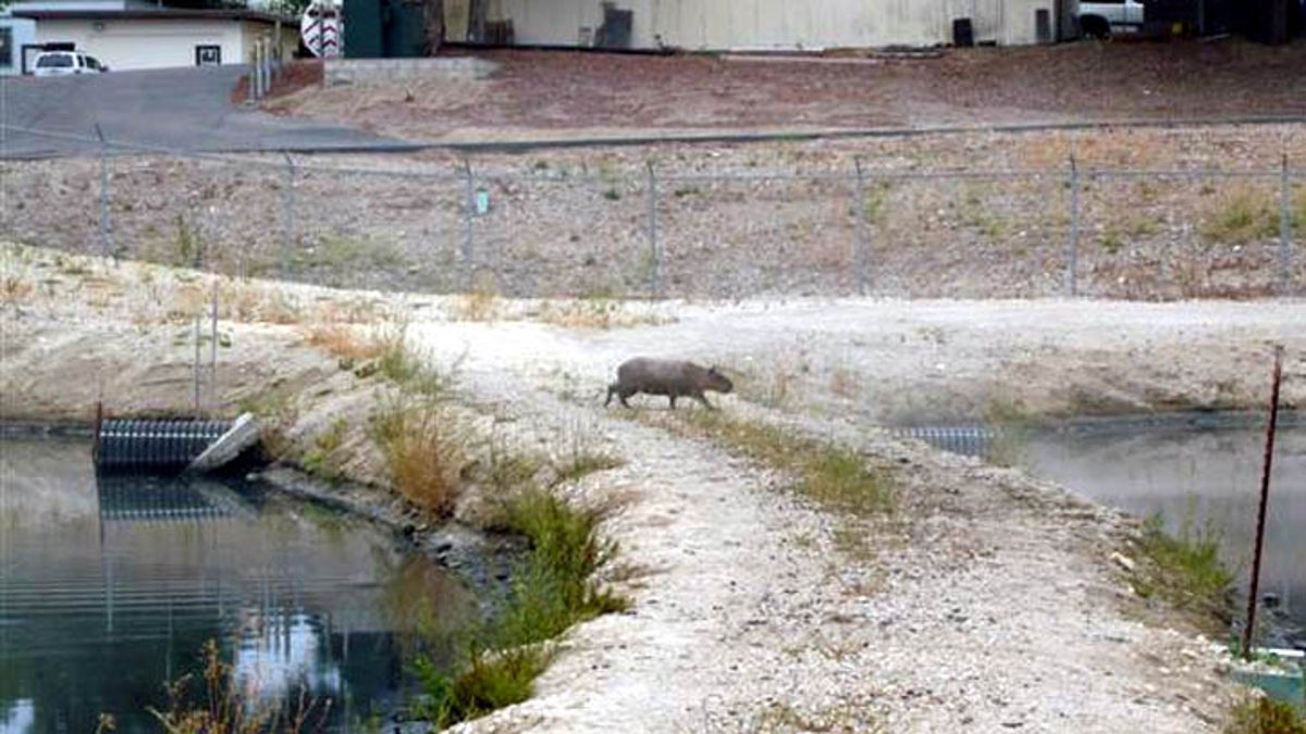 Pig-Size South American Rodent Spotted in Central California ...