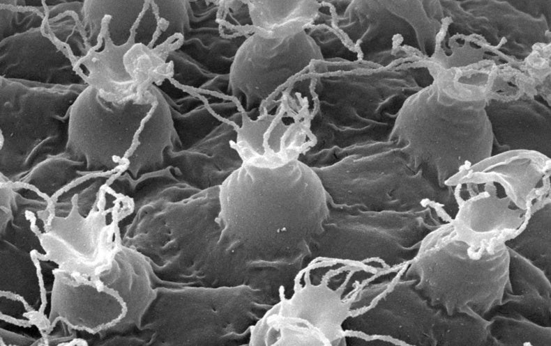 A New Type of Tardigrade Just Turned Up in a Parking Lot - Scientific ...