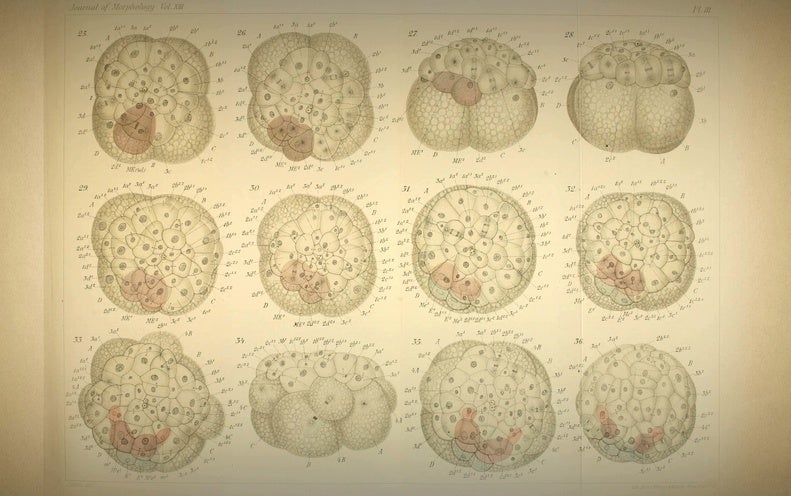 Sketching the Beginnings of Life, One Cell at a Time - Scientific American