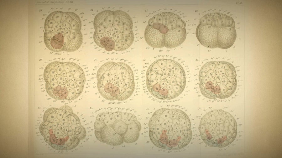 Sketching the Beginnings of Life, One Cell at a Time | Scientific American