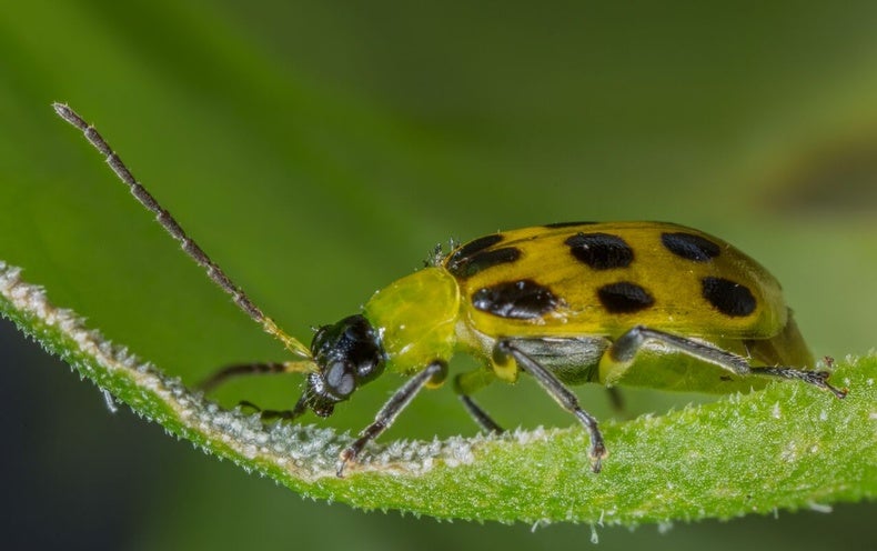 How Bacteria-Laden Poop Is Killing American Squash and Melons ...