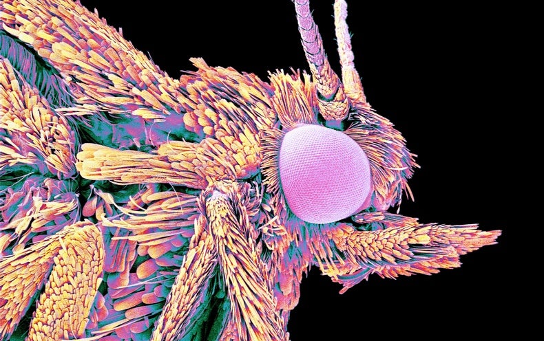Learning from Nature: Moth Eyes Inspire Nonreflective Screen Coating ...