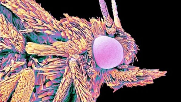 Learning from Nature: Moth Eyes Inspire Nonreflective Screen Coating ...