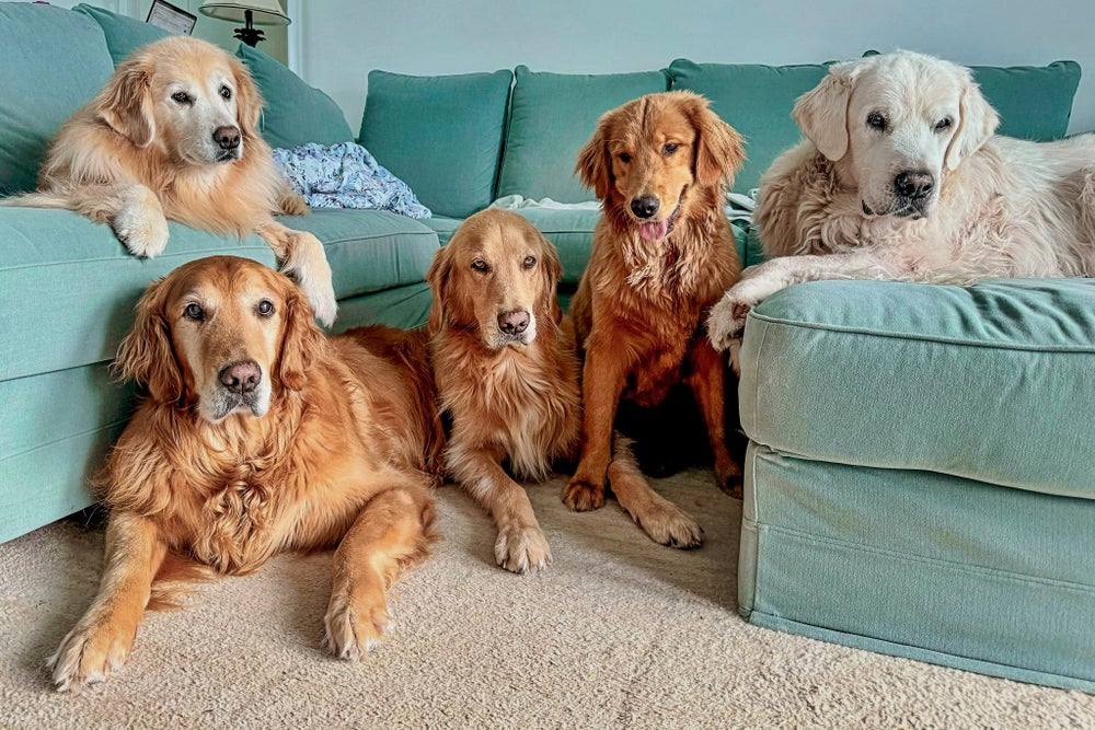 The Internet's 'Dog Mom' Talks the Science of the Human-Dog Bond ...