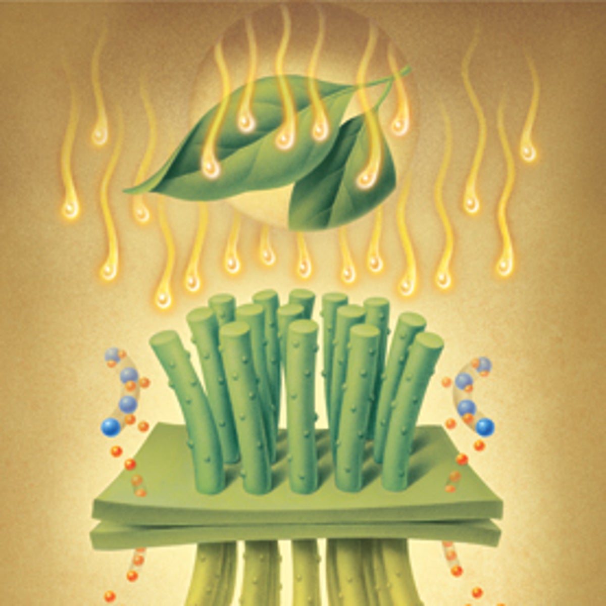 Insect Fungi | Scientific American