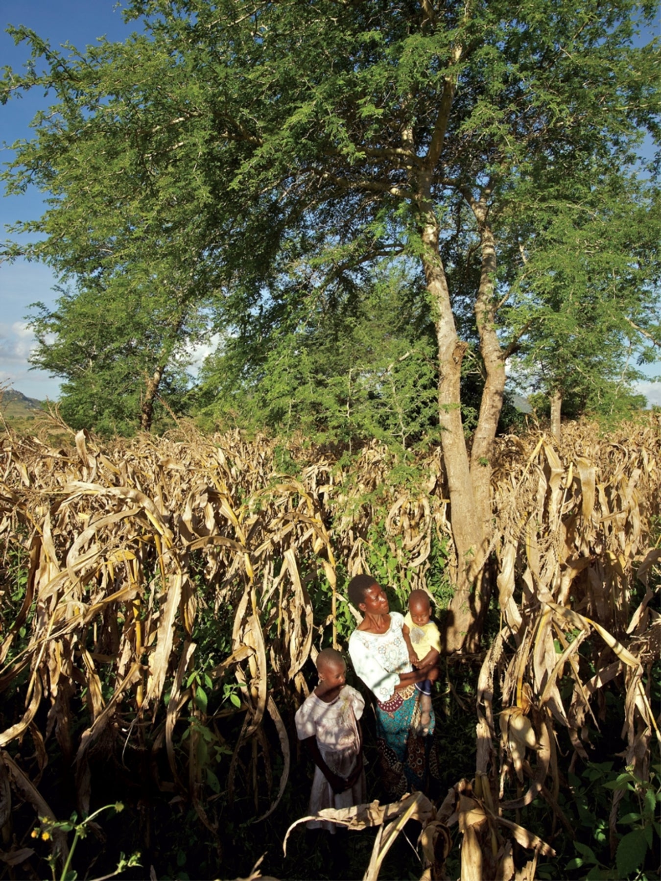 Rebuilding Africa's Soil, 1 Farm at a Time | Scientific American