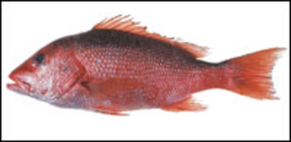 Marketplace Red Snapper Is Case of Bait and Switch - Scientific American