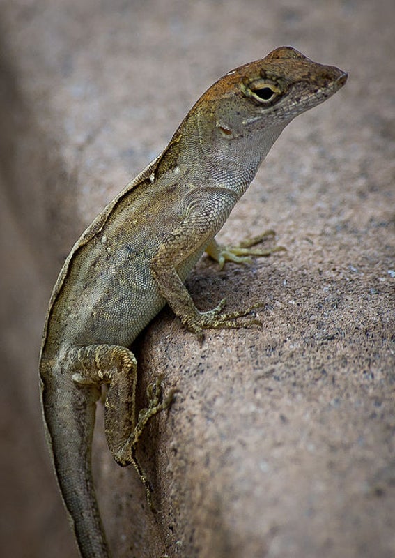 Speedy Lizard Outraces Global Warming - Scientific American